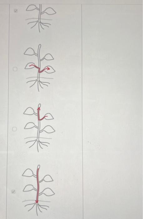 Solved Which arrows show the translocation of sugar from | Chegg.com