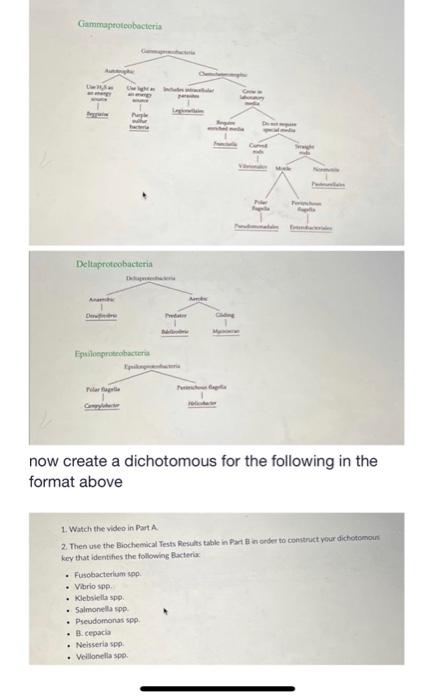 now create a dichotomous for the following in the | Chegg.com