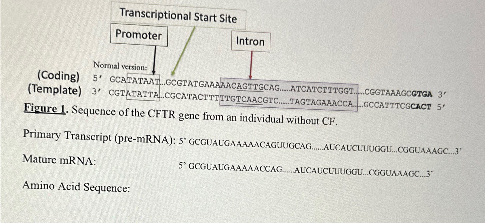 Solved Figure 1. ﻿Sequence of the CFTR gene from an | Chegg.com