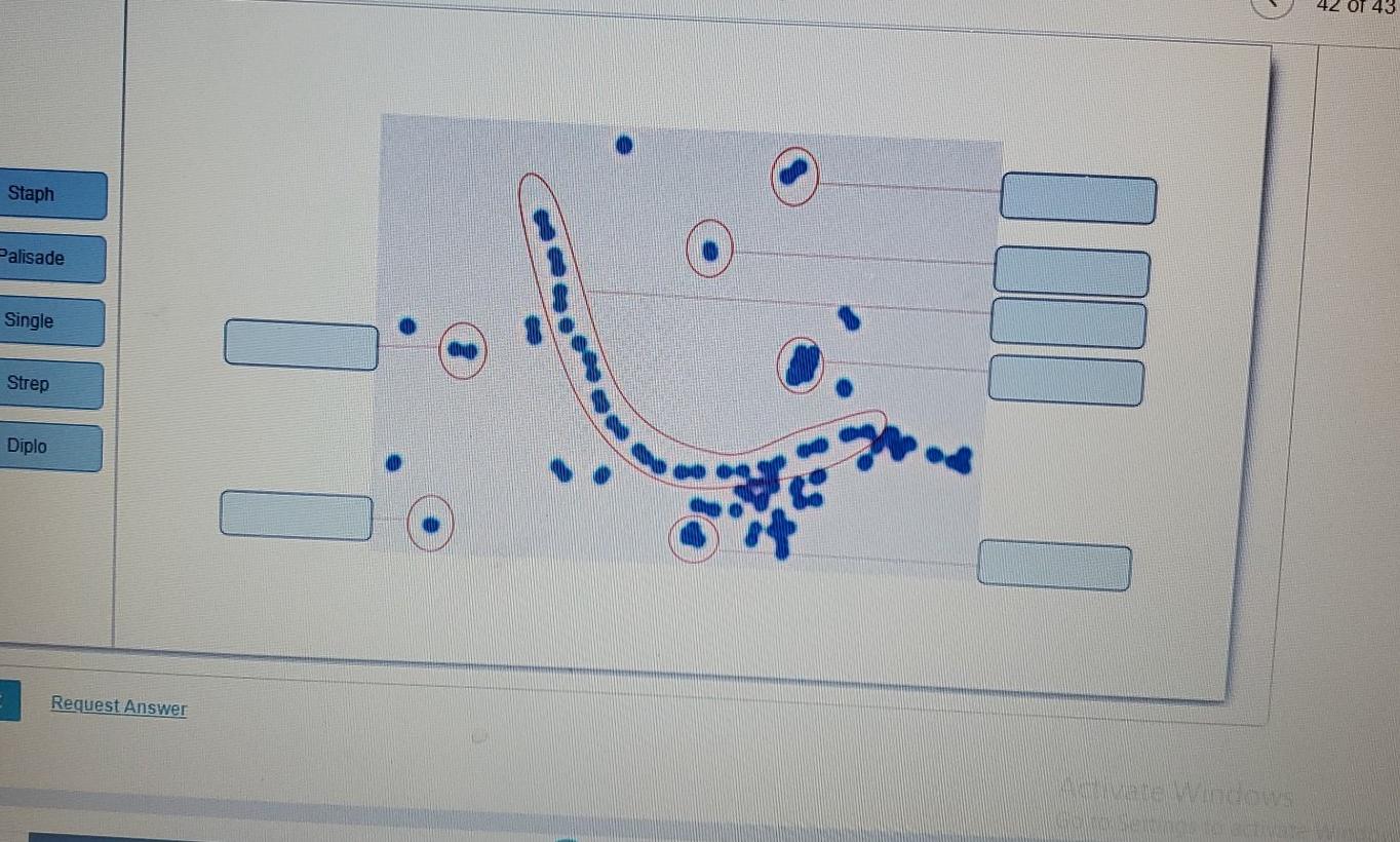 Solved Staph Om Palisade . Single Strep Diplo Request Answer | Chegg.com