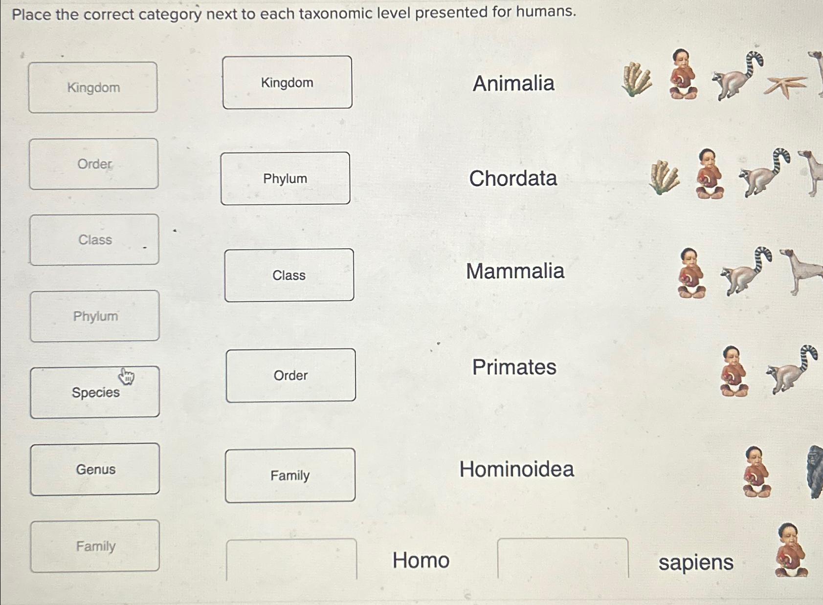 Solved Place the correct category next to each taxonomic | Chegg.com