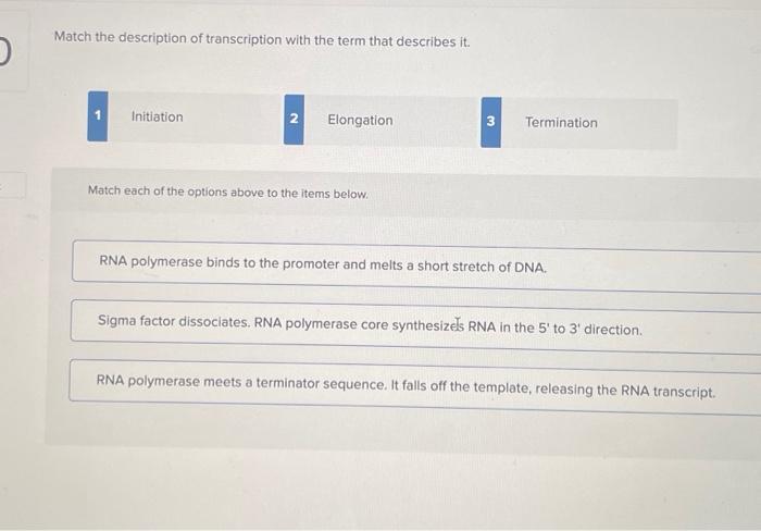 Solved Match the description of transcription with the term | Chegg.com