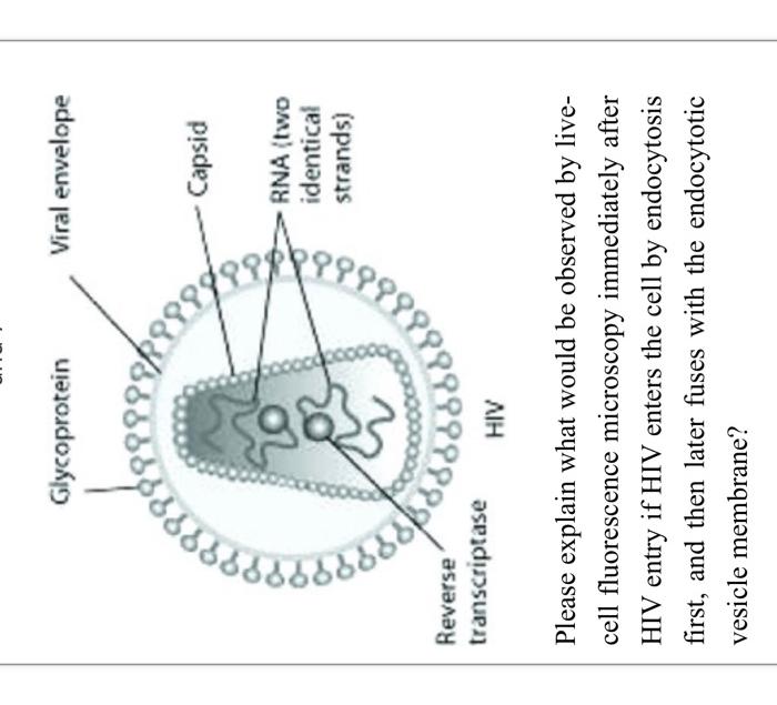 Solved Human immunodeficiency virus (HIV) infects cells that | Chegg.com