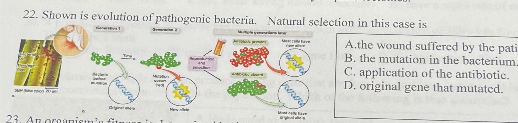 Solved Shown is evolution of pathogenic bacteria. Natural | Chegg.com