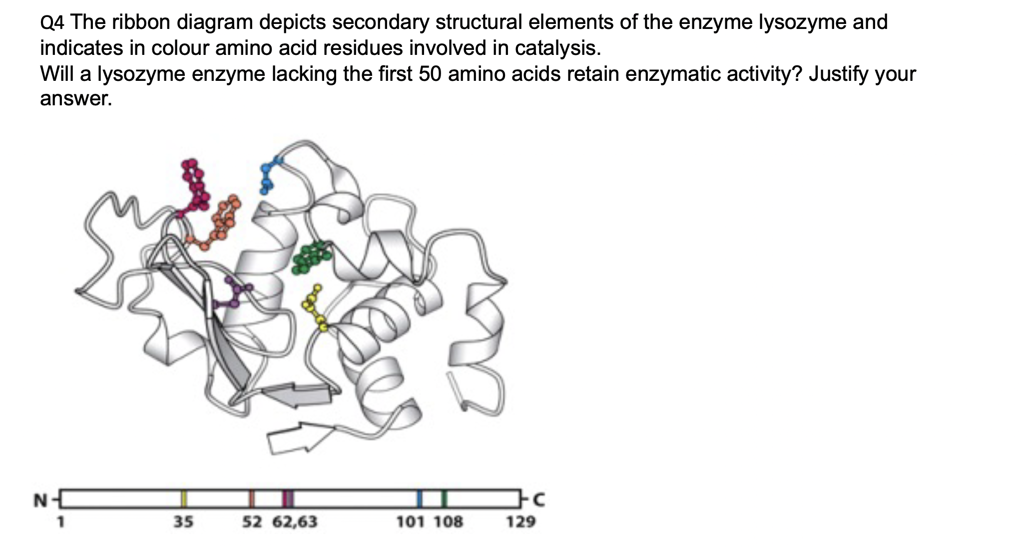 Solved Q4 ﻿The ribbon diagram depicts secondary structural | Chegg.com