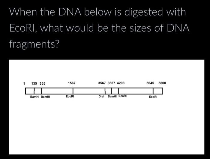 Solved When the DNA below is digested with EcoRI, what would | Chegg.com