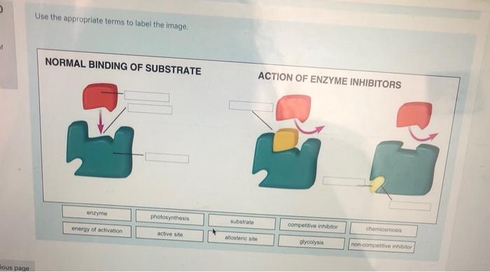 Solved Use the appropriate terms to label the image of | Chegg.com