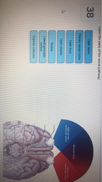 Solved Label the parts of the visual pathway. 38 Optic nerve | Chegg.com