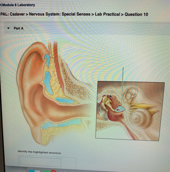 Solved Nervous System: Special Senses > Lab Practical > | Chegg.com