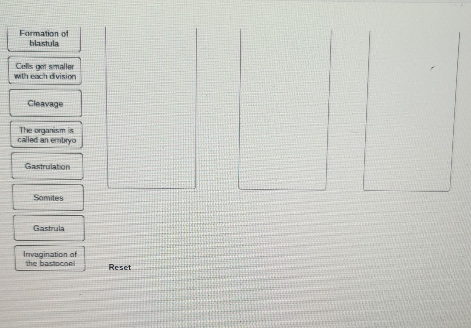 Solved Stages of embryonic development Classify the | Chegg.com
