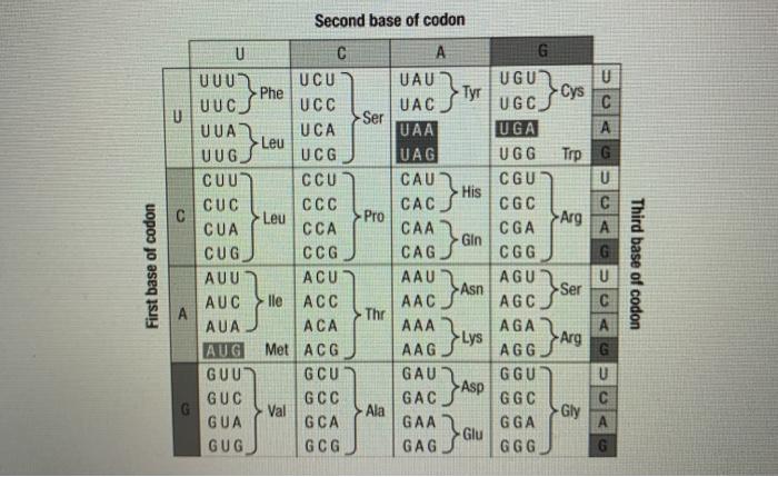 Solved 1. What is the function of DNA helicase in DNA | Chegg.com