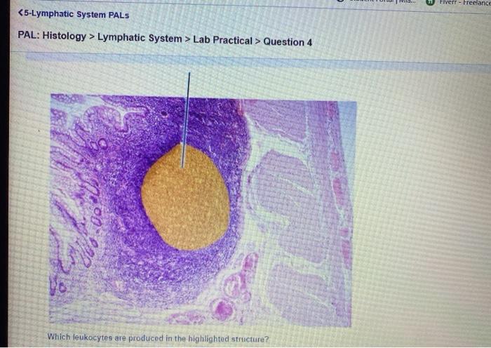 Solved Lymphatic | Chegg.com