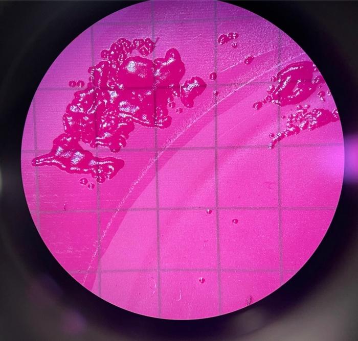 Describe the appearance (form, margin, elevation and | Chegg.com