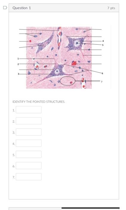 Solved D Question 1 7 pts IDENTIFY THE POINTED STRUCTURES 1 | Chegg.com
