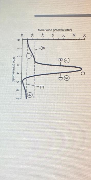 Solved Membrane potential (mv) 40- 20 -20 -40 -60 A 1 11 B | Chegg.com
