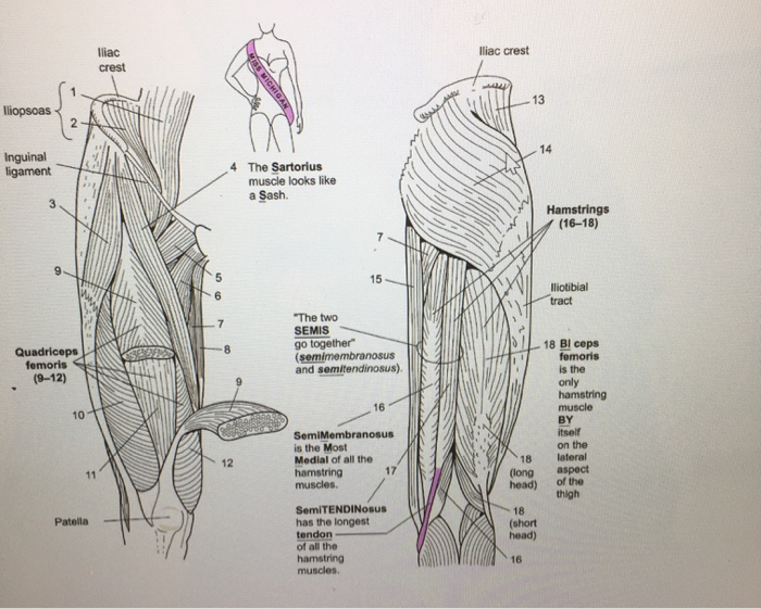 Solved Iliac crest lliac crest WISS MICHIGAN 13 lliopsoas 2 | Chegg.com