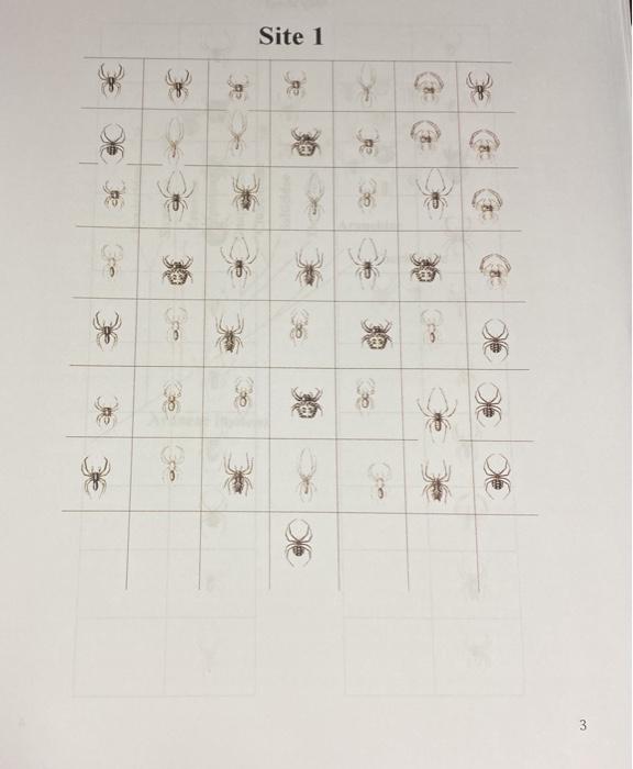 Solved Name Worksheet 1: Measuring spider diversity On the | Chegg.com