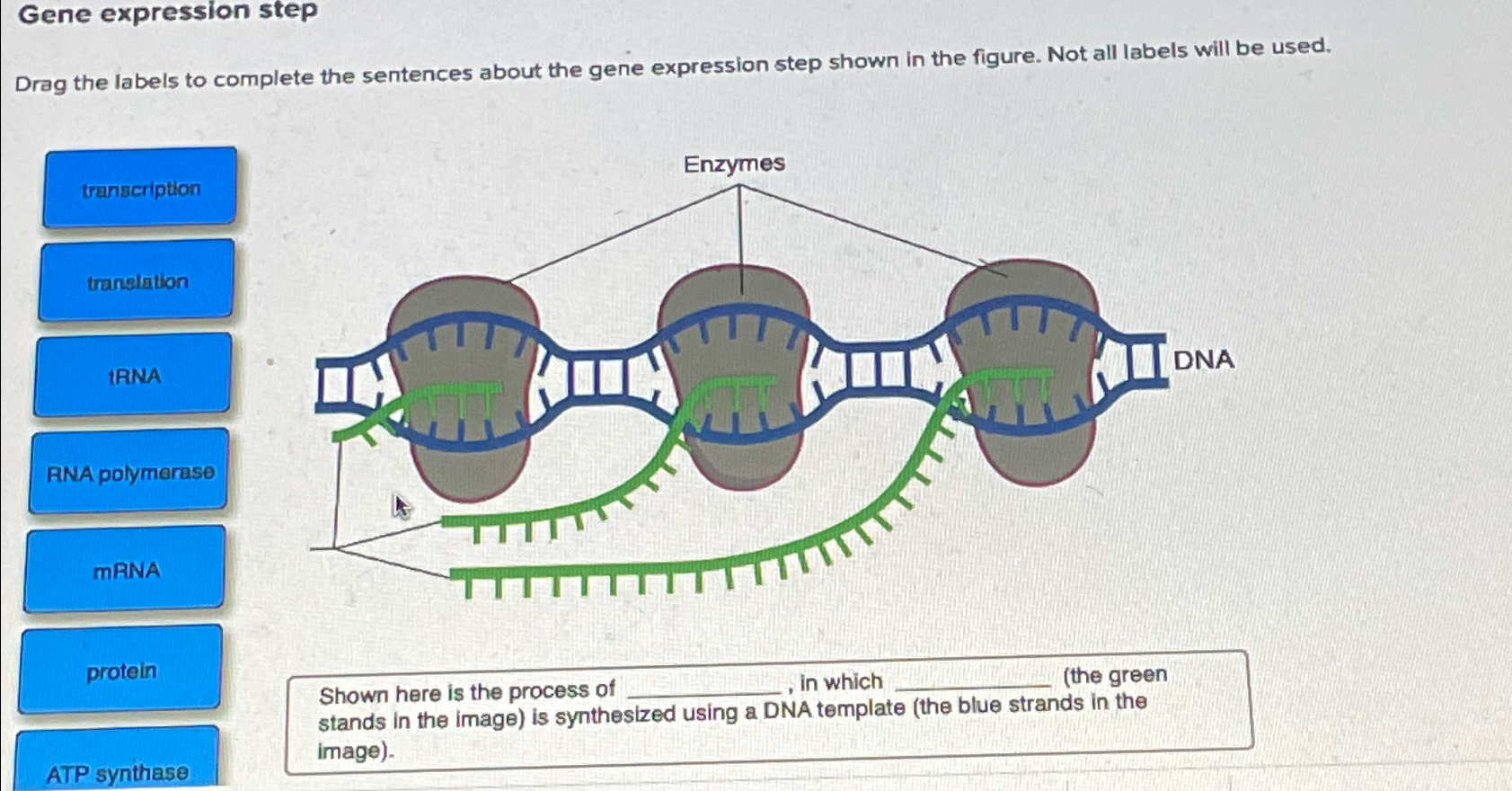 Solved Gene expression stepDrag the labels to complete the | Chegg.com