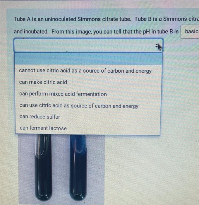 Solved Tube A is an uninoculated Simmons citrate tube. Tube | Chegg.com