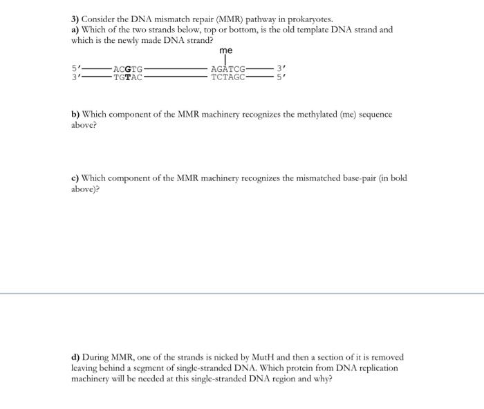 Solved 3) Consider the DNA mismatch repair (MMR) pathway in | Chegg.com