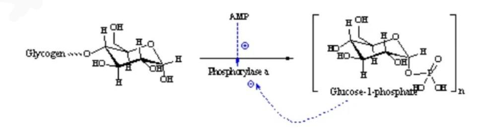 Solved In Glycogen , identify the natural inhibitor involved | Chegg.com