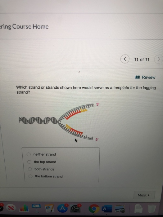 Solved Which Strand Or Strand Shown Here With Serve As A Chegg solved-which-strand-or-strand-shown-here-with-serve-as-a-chegg
