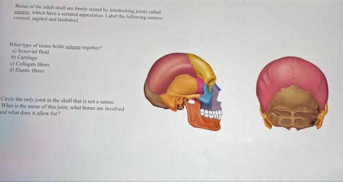 Solved Bones of the adult skull are firmly united by | Chegg.com