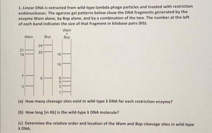 Solved 1. Linear DNA is extracted from wild-type lambda | Chegg.com