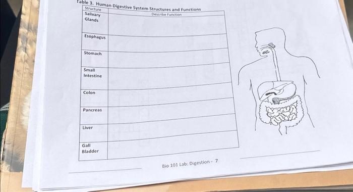Solved m Table 3. Human Digestive System Structures and | Chegg.com