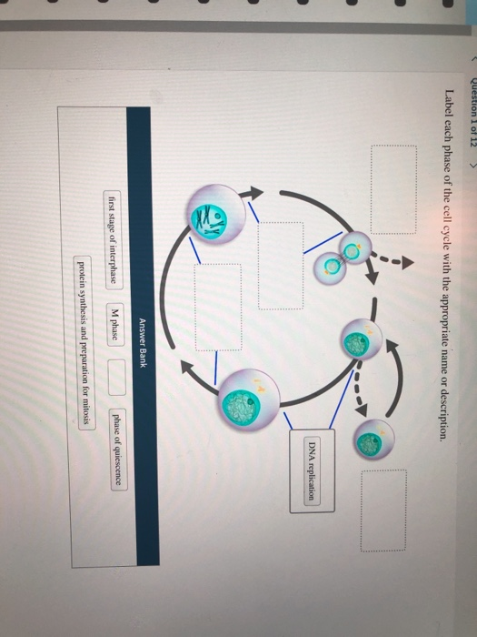 Solved Questión 1 of 12 Label each phase of the cell cycle | Chegg.com