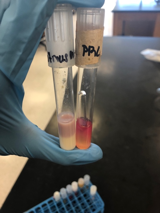 Solved I think my bacteria is enterobacter aerogenes/ k | Chegg.com