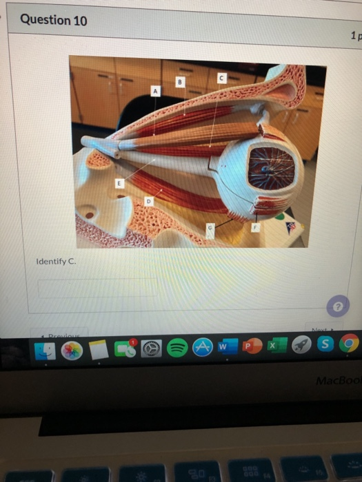 Solved Question 10 1F Identify C. | Chegg.com