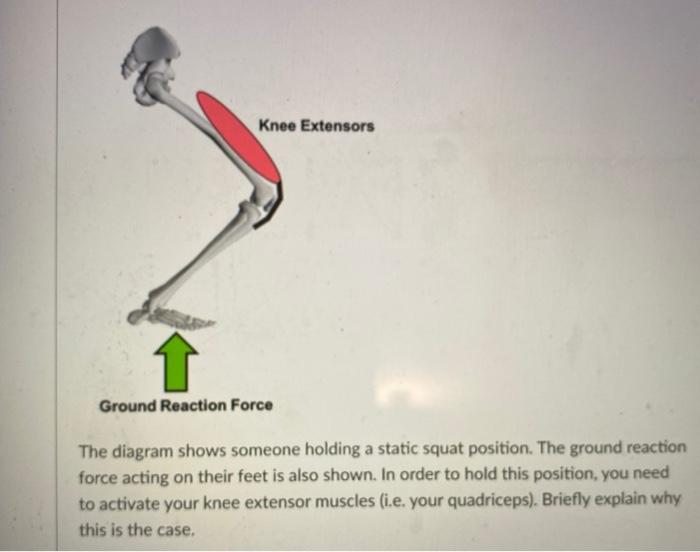 Solved Knee Extensors Ground Reaction Force The diagram | Chegg.com