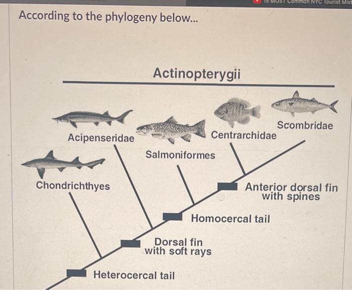 Solved According to the phylogeny below... In fossil | Chegg.com