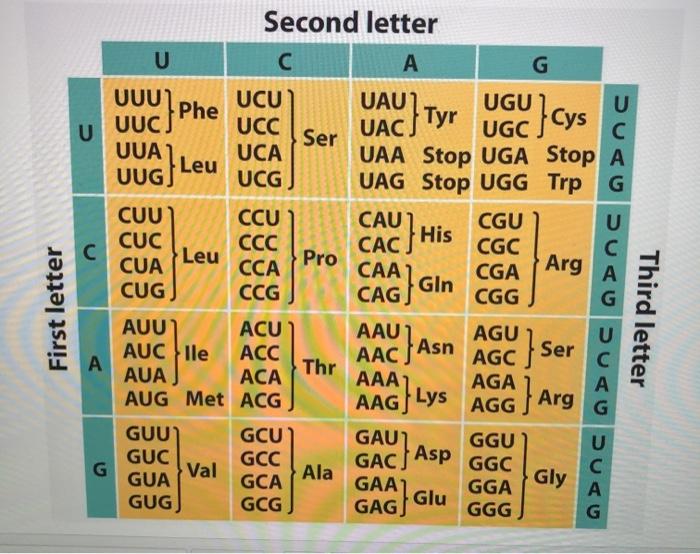 Solved Examine the DNA triplets here and determine the amino | Chegg.com