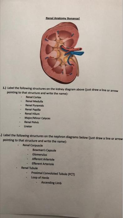 Solved 1.) Label the following structures on the kidney | Chegg.com