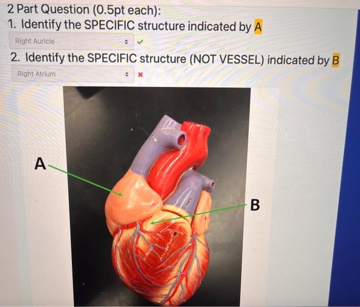 Solved 2 Part Question (0.5pt each): 1. Identify the | Chegg.com