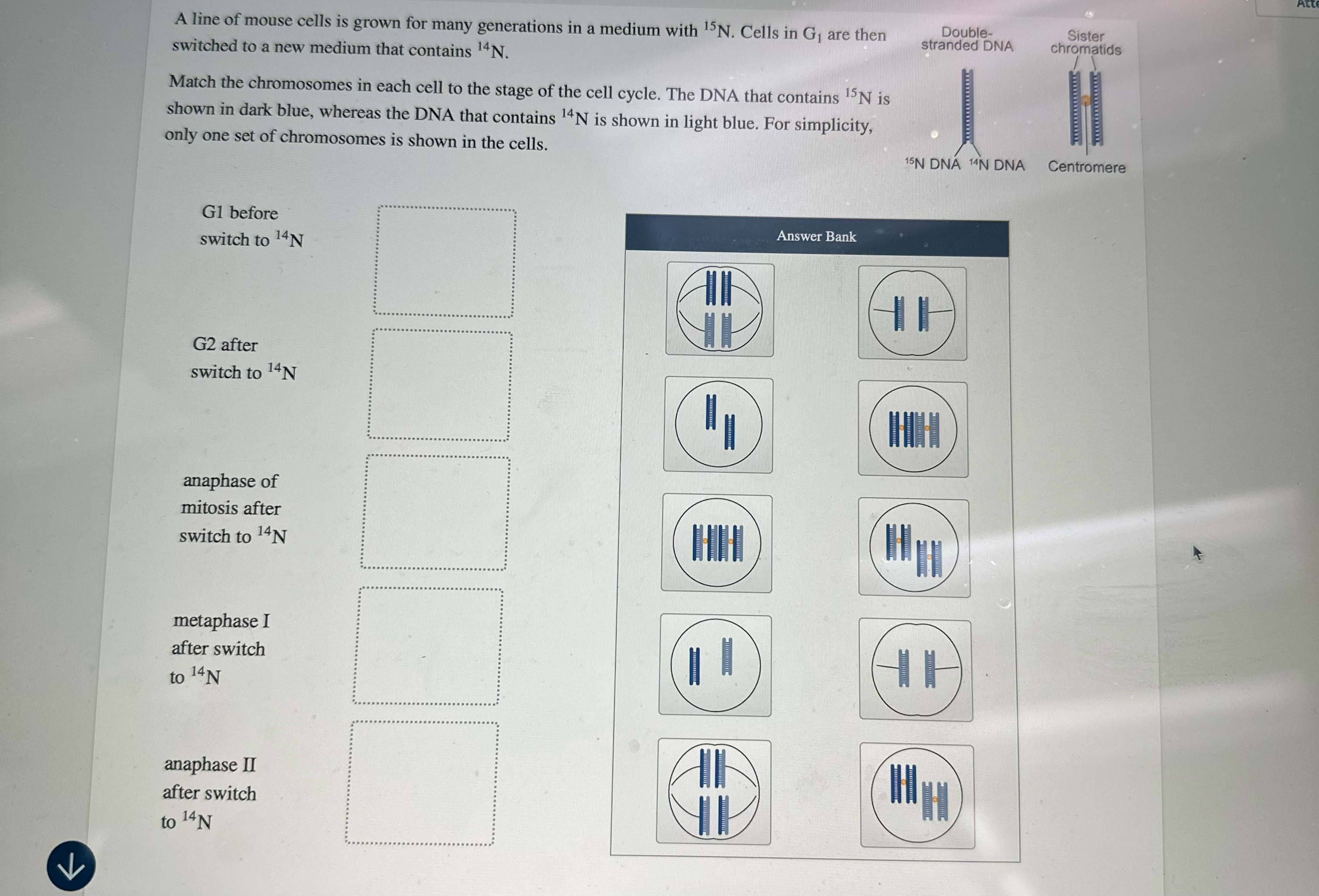 Solved A line of mouse cells is grown for many generations | Chegg.com