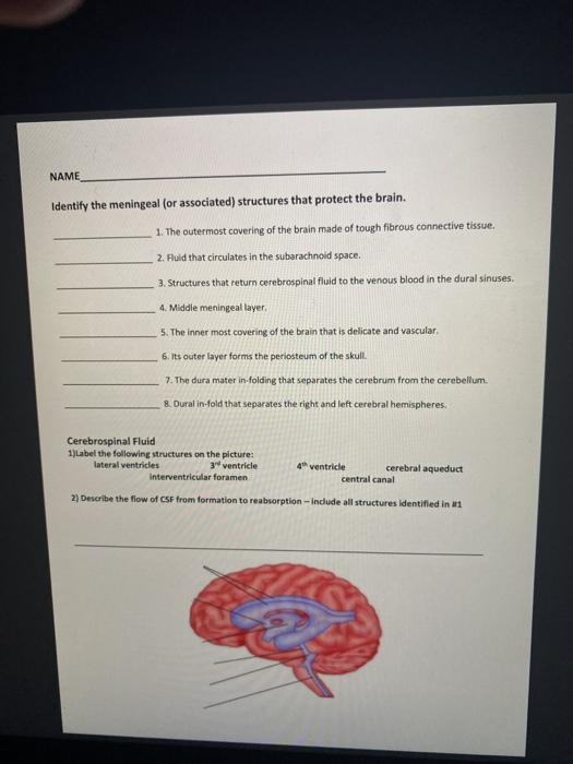 Solved NAME Identify the meningeal (or associated) | Chegg.com