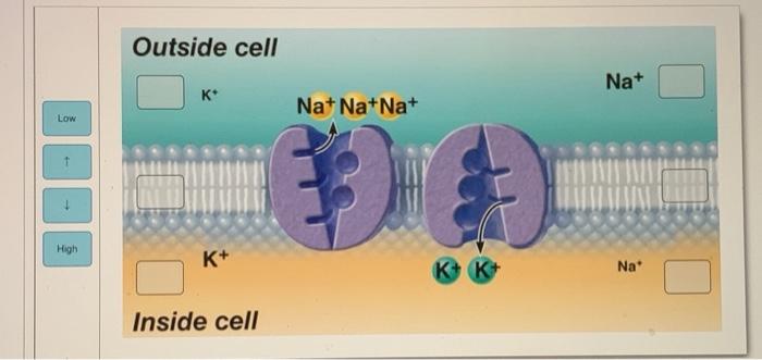 Solved Outside cell Na+ K* Na+Na+Na+ Low High K+ K K+ Na | Chegg.com