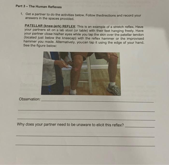Solved Part 3 - The Human Reflexes 1. Get a partner to do | Chegg.com