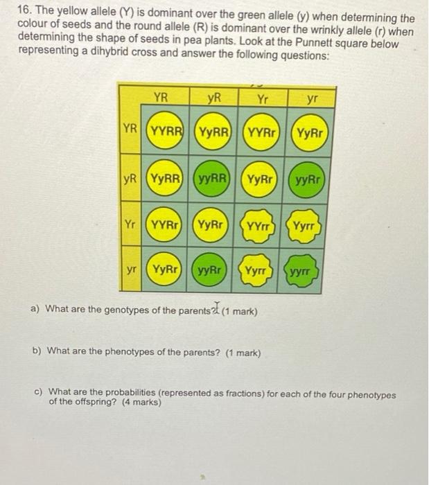 Solved 16. The yellow allele (Y) is dominant over the green | Chegg.com