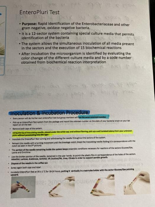 Solved Entero Pluri Test • Purpose: Rapid Identification of | Chegg.com