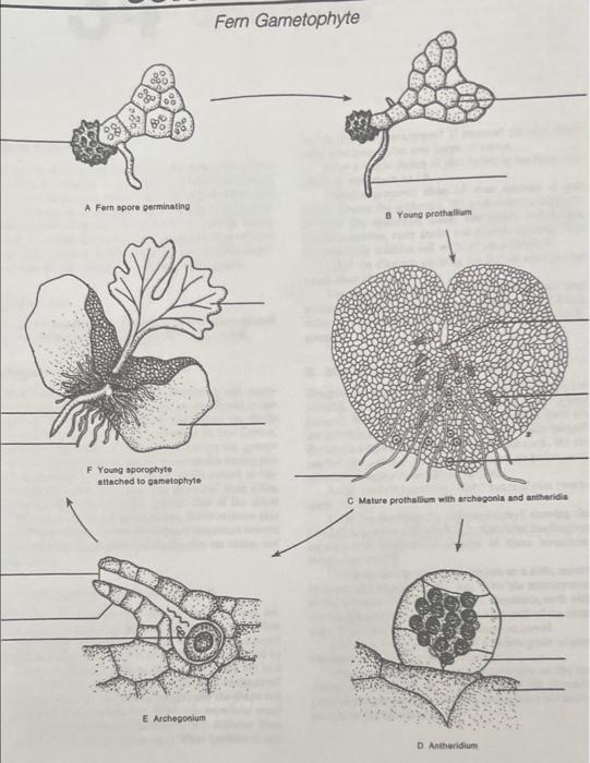 Solved Fern Gametophyte A Fern spote germinating E Young | Chegg.com