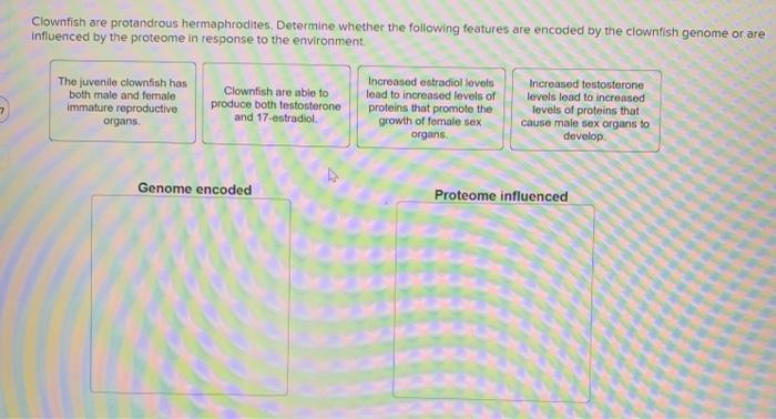 Solved Clownfish are protandrous hermaphrodites. Determine | Chegg.com