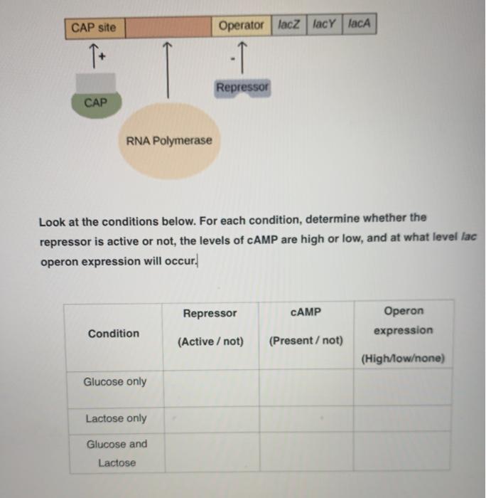 Solved CAP site Operator lacz lacy lacA T+ Repressor CAP RNA | Chegg.com