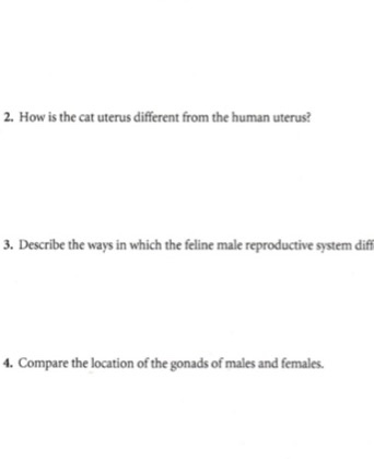 Solved 2. How is the cat uterus different from the human | Chegg.com