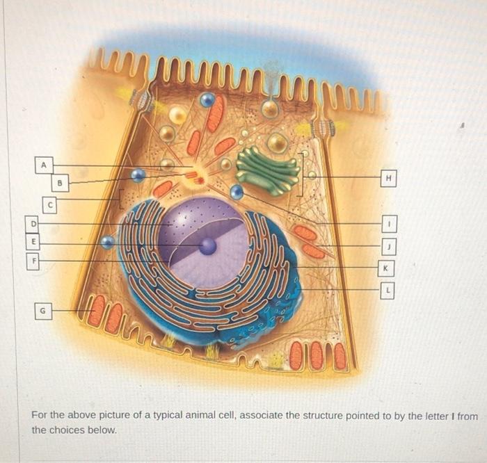 Solved For the above picture of a typical animal cell, | Chegg.com