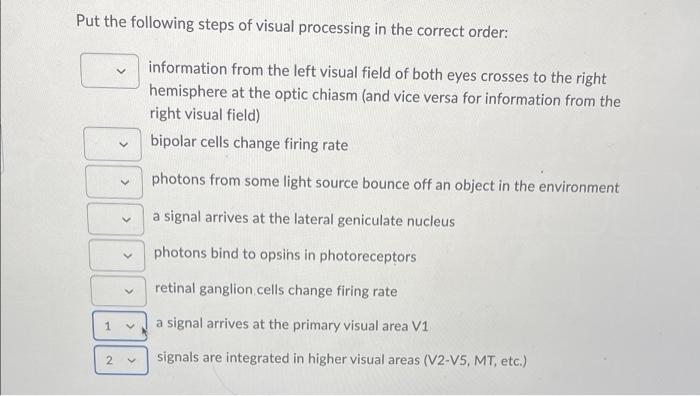 Solved Put the following steps of visual processing in the | Chegg.com