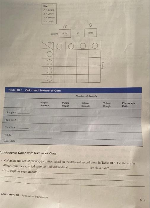 Answer the Experimental Procedure questions. Then | Chegg.com
